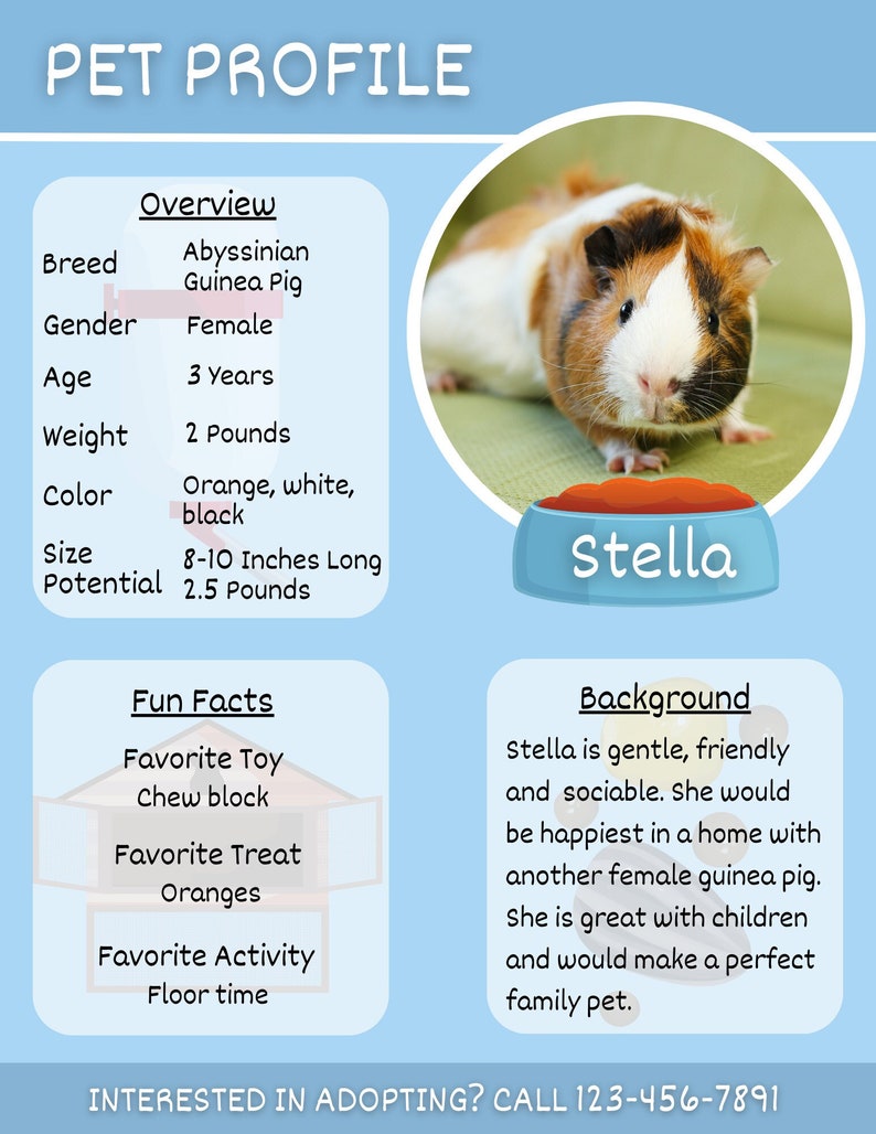 Small Pet Adoption Fact Sheet Canva Template, Animal Shelter, Guinea ...