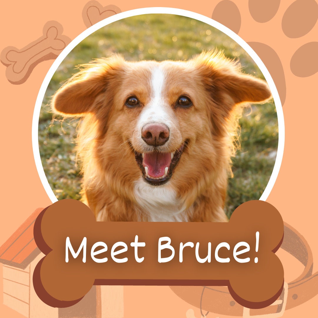 Dog Adoption Social Media Canva Templates, Animal Shelter Pet Profile ...