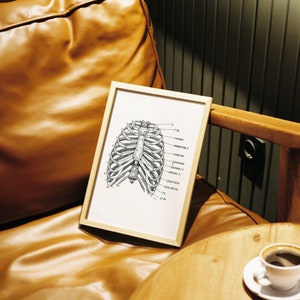 Rib Cage Human Anatomy Print | Medical Decoration Wall Decor ...