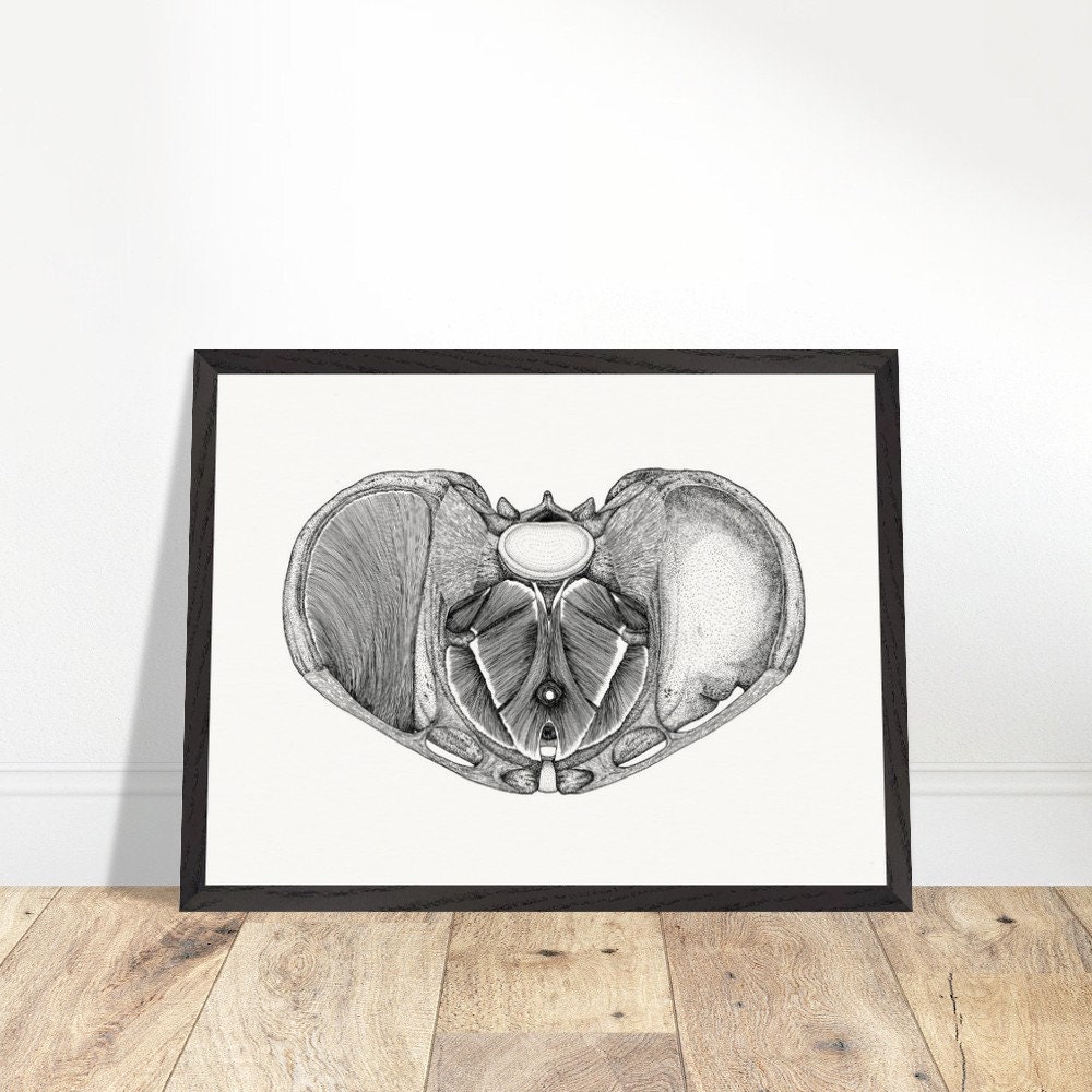 Pelvic Floor Muscles Human Anatomy Print Clinical Drawings Premium ...