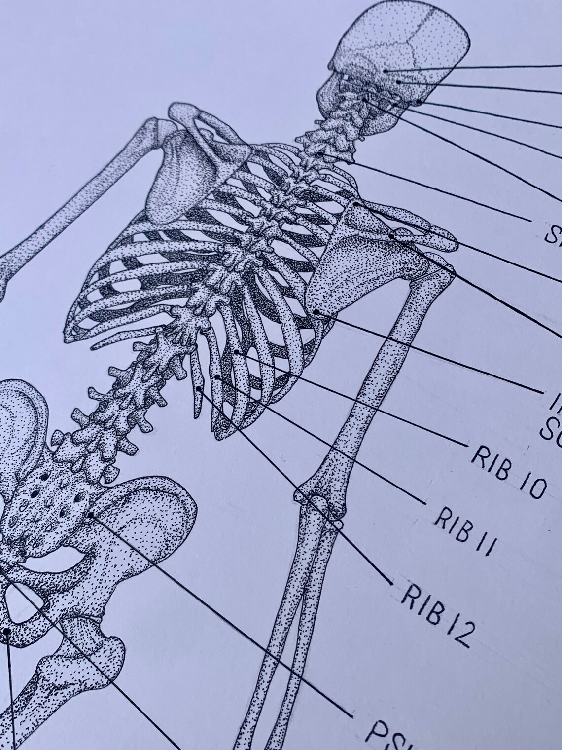Anterior and Posterior Skeleton labelled Human Anatomy Prints ...