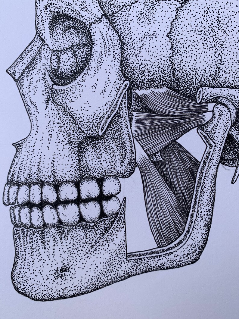 Temporomandibular Joint Anatomy Poster Print | Clinic Decor Wall ...