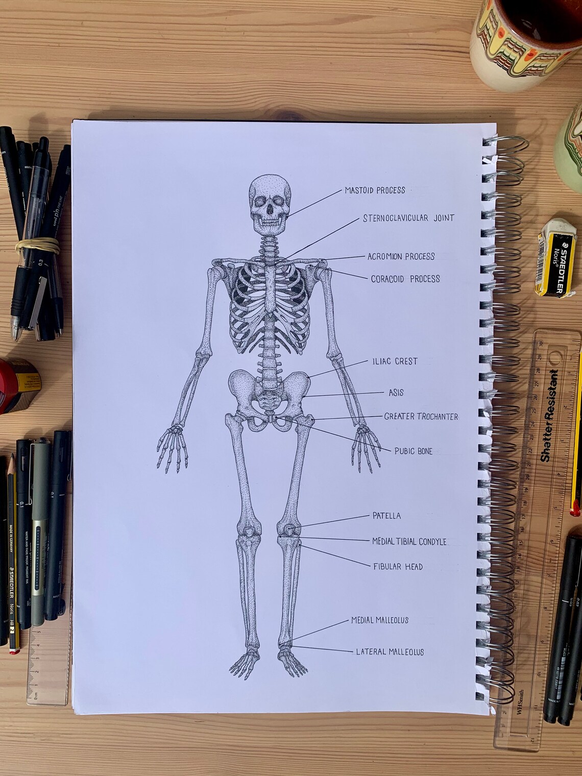 Skeleton Anterior Labelled Human Anatomy Print Medical Decoration Wall ...