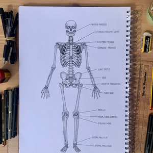 Anterior Skeleton labelled Human Anatomy Prints Clinically Accurate ...