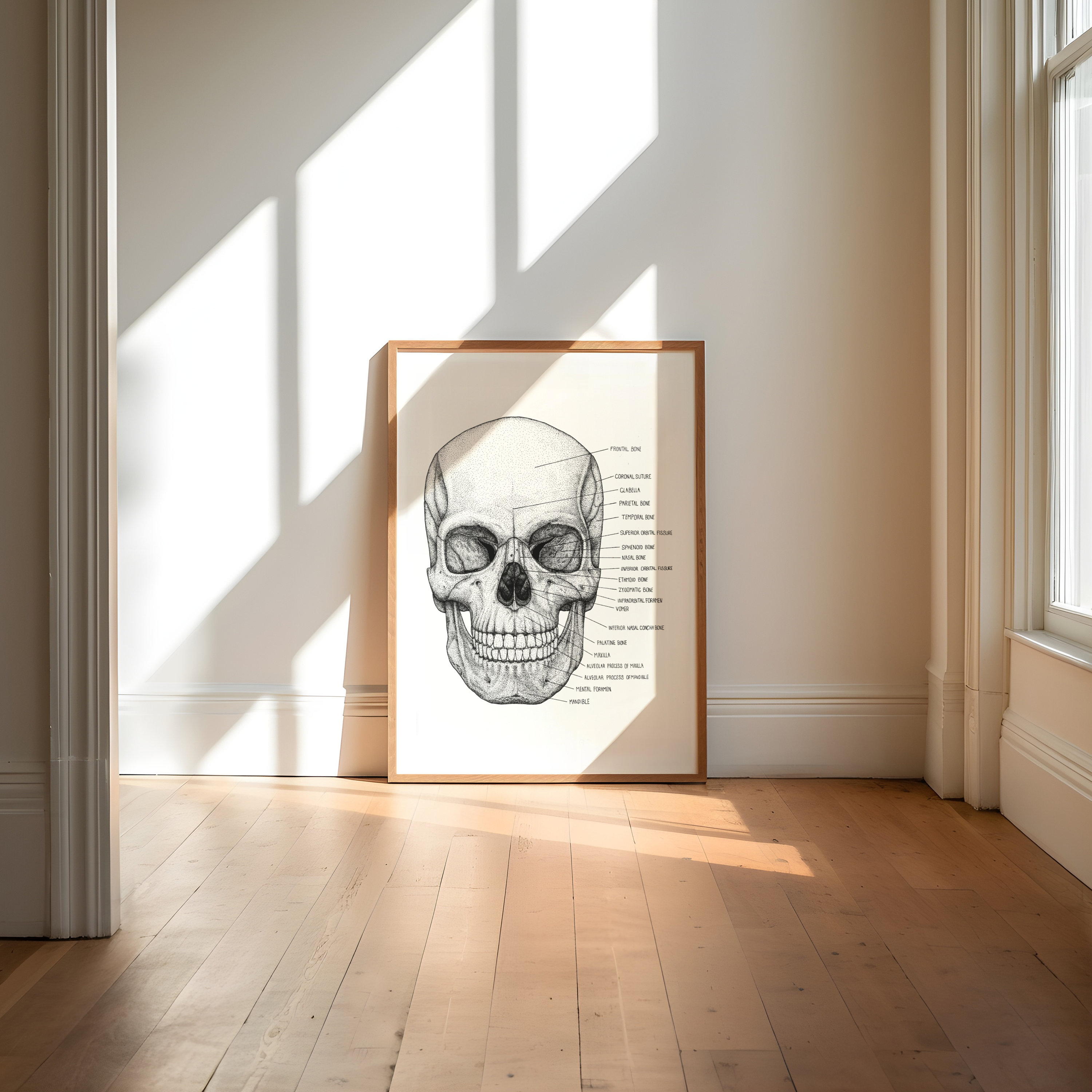 Anterior Skull (labelled) | Human Anatomy Prints | Clinically Accurate ...