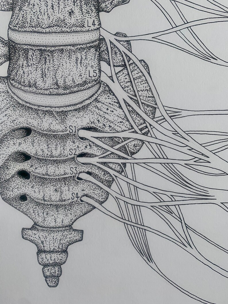 Lumbrosacral Plexus | Human Anatomy Prints | Clinically Accurate ...