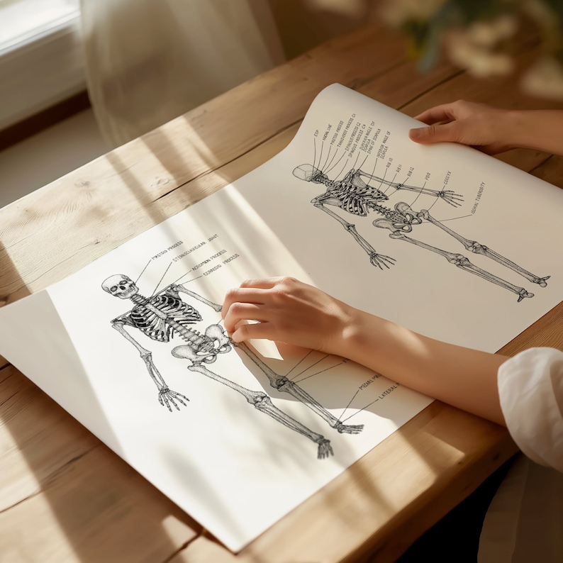 Anterior and Posterior Skeleton labelled Human Anatomy Prints ...