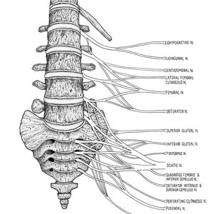 Lumbrosacral Plexus Human Anatomy Prints Clinically - Etsy