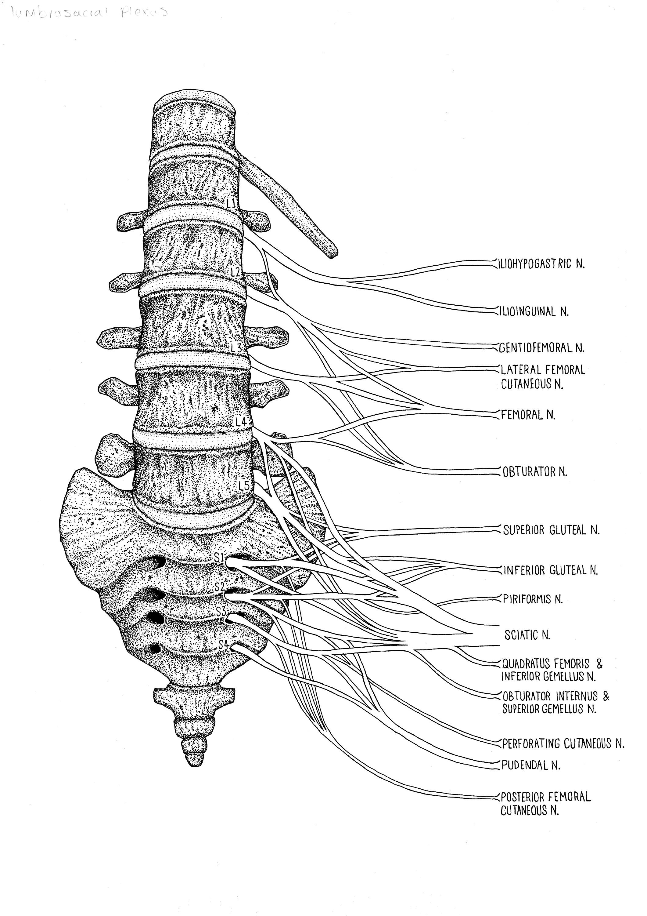 Lumbrosacral Plexus Human Anatomy Prints Clinically - Etsy