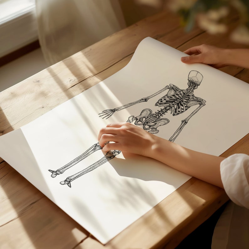 Posterior Skeleton | Human Anatomy Prints | Clinically Accurate ...