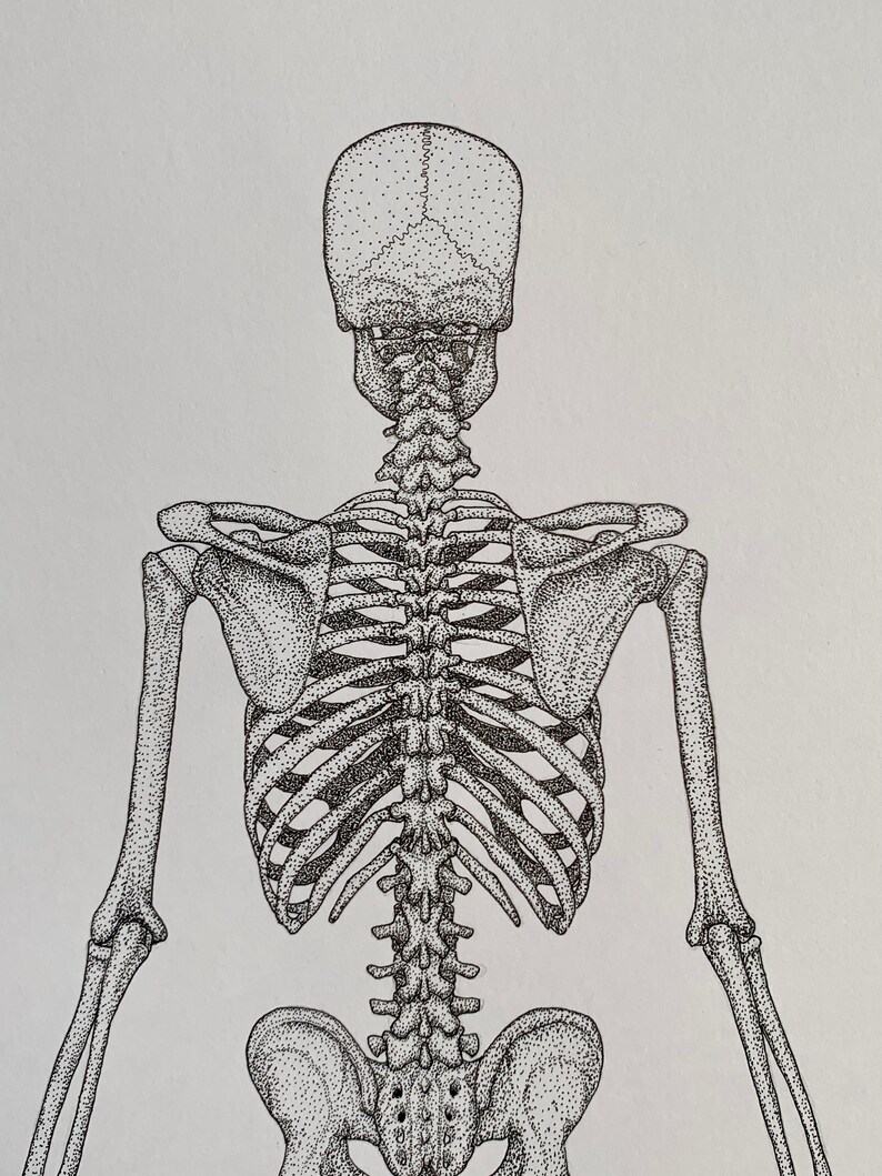 Posterior Skeleton | Human Anatomy Prints | Clinically Accurate ...