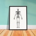 Posterior Skeleton unlabelled Human Anatomy Prints Clinical Drawings ...