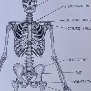 Anterior and Posterior Skeleton labelled Human Anatomy Prints ...