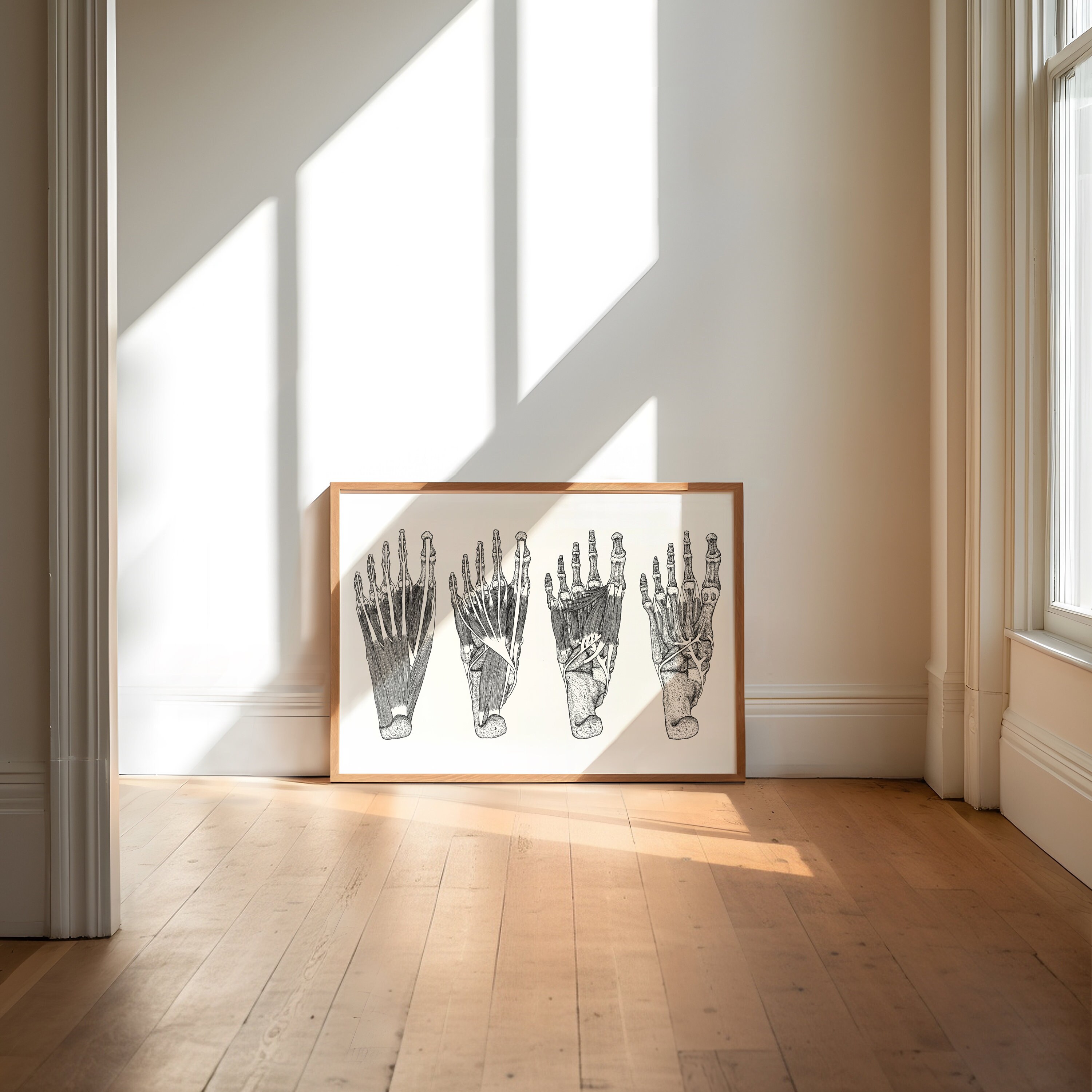 Muscular Layers of the Plantar Foot Human Anatomy Prints Clinically ...