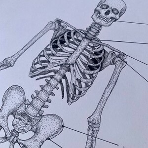 Anterior and Posterior Skeleton labelled Human Anatomy Prints ...