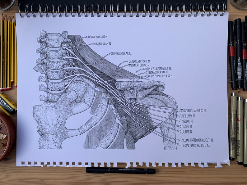 Brachial Plexus Anatomy Print | Clinically Accurate, Hand-drawn by an ...