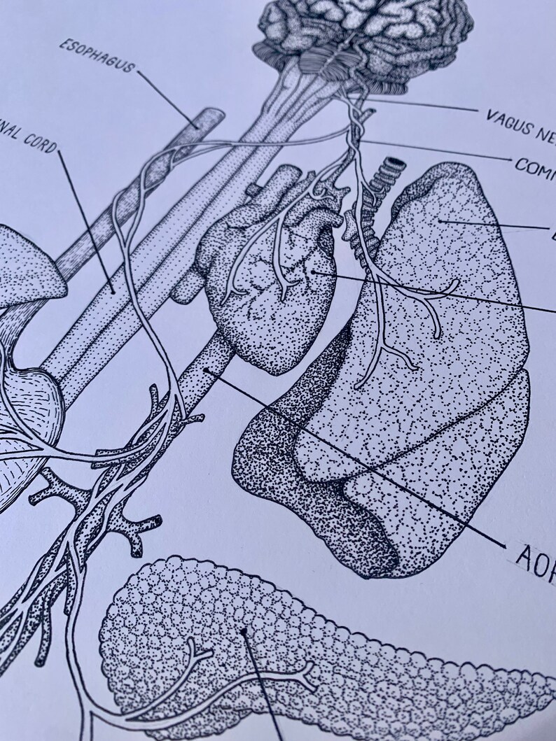Vagus Nerve (labelled) | Human Anatomy Prints | Clinically Accurate ...
