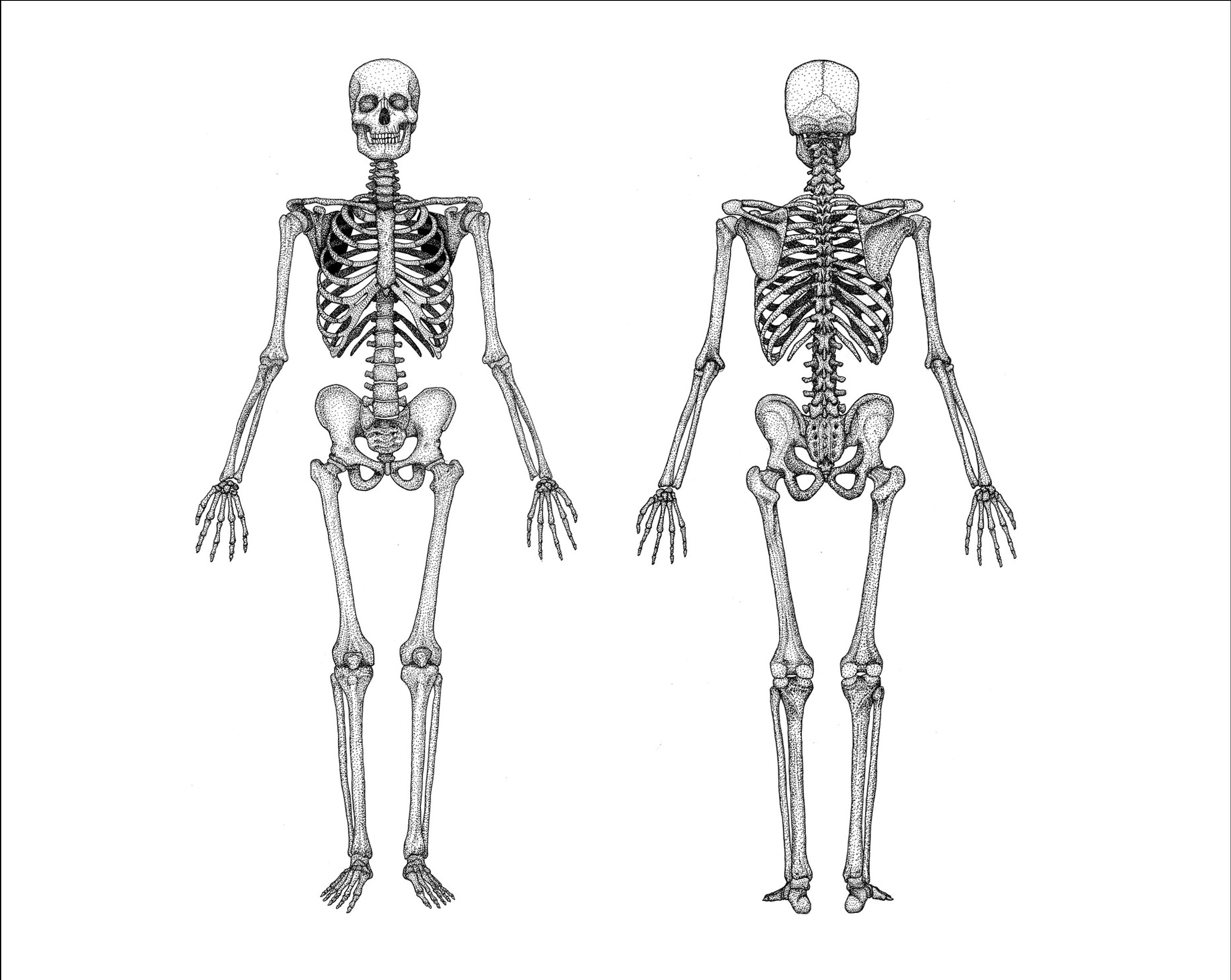 Skeleton Diagram Front And Back