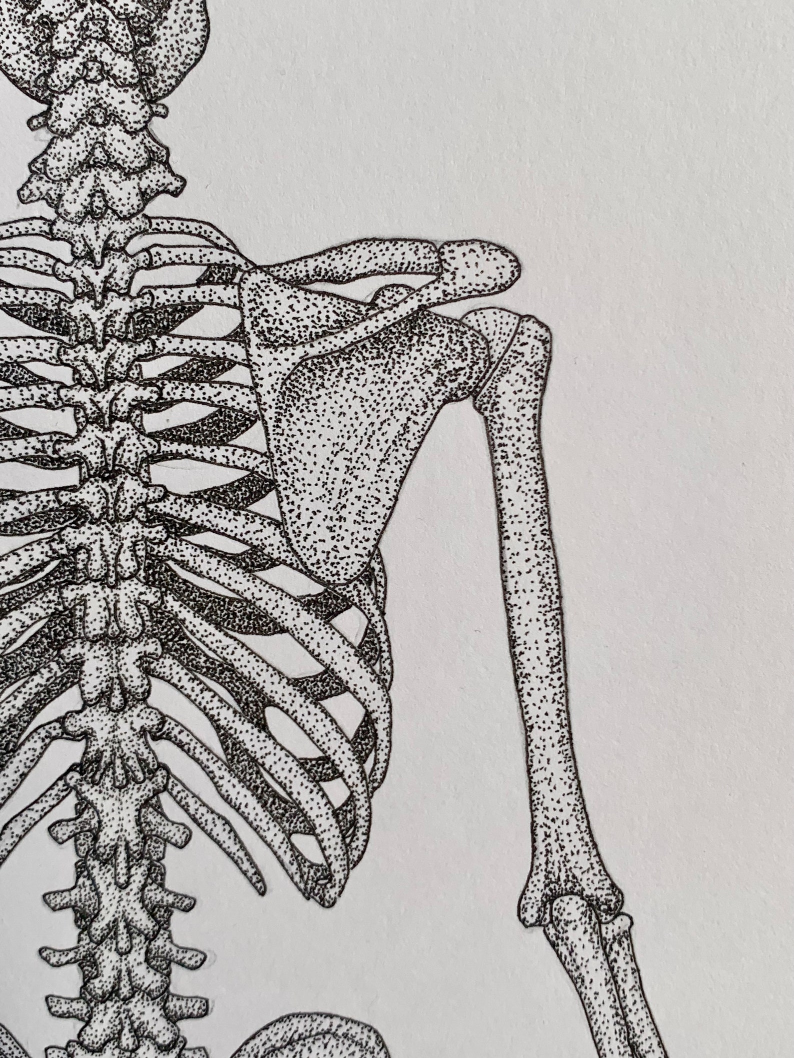 Posterior Skeleton unlabelled Human Anatomy Prints Clinical Drawings ...