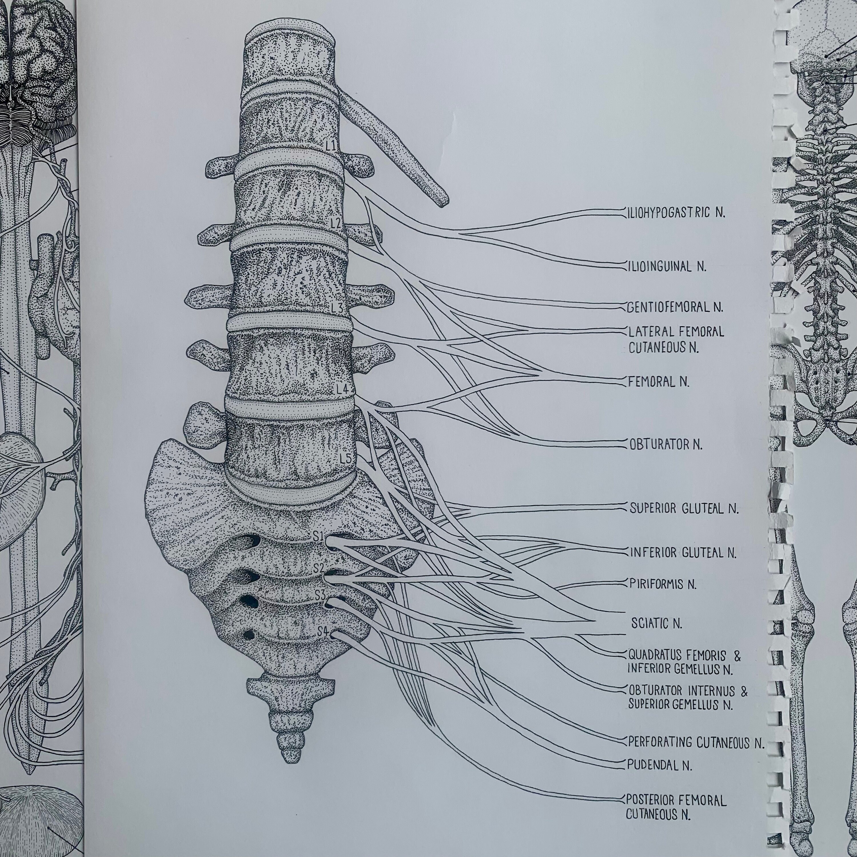 Lumbrosacral Plexus Human Anatomy Prints Clinically - Etsy