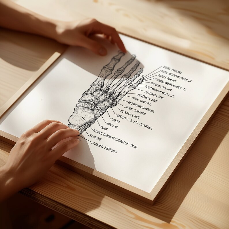Bones of the Foot Human Anatomy Print Medical Decoration Wall Decor ...