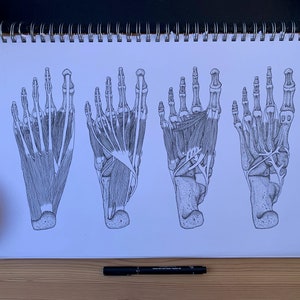 Muscular Layers of the Plantar Foot Human Anatomy Print Clinical ...