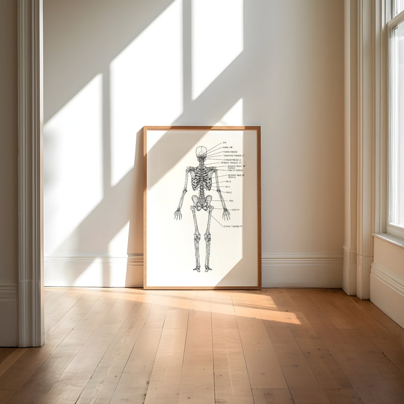 Posterior Skeleton Anatomy Poster Print | Clinic Decor Wall Hangings ...