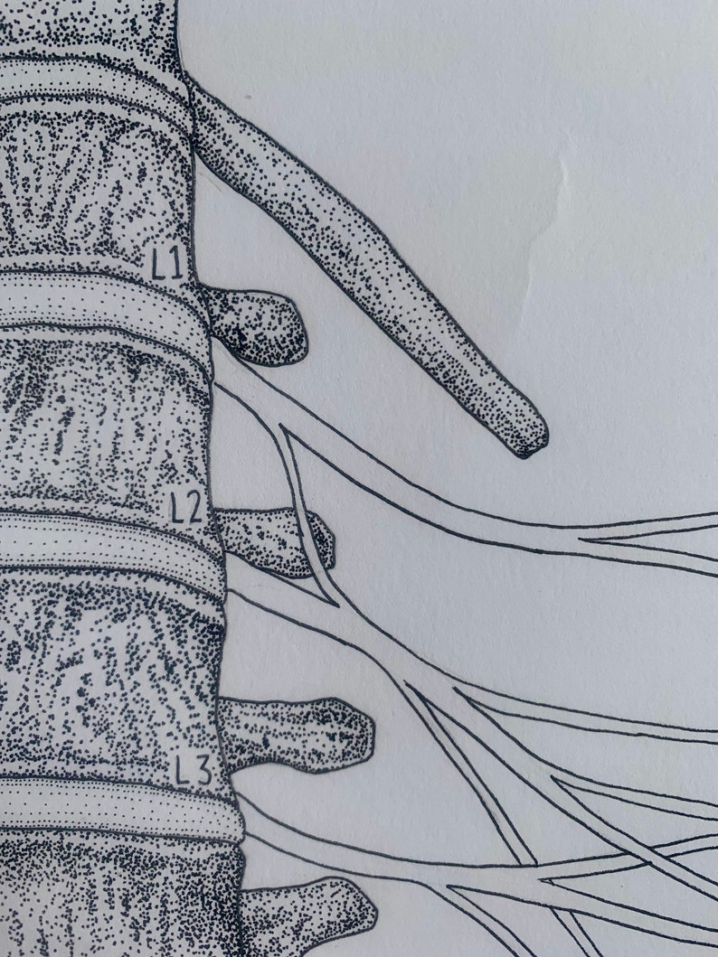 Lumbrosacral Plexus | Human Anatomy Prints | Clinically Accurate ...