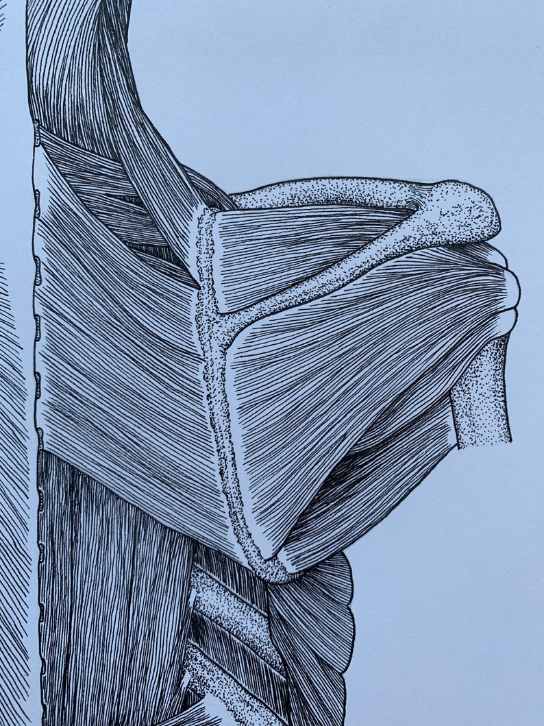 Back Musculature Anatomy Art Print | Hand-drawn Clinic Decor for ...