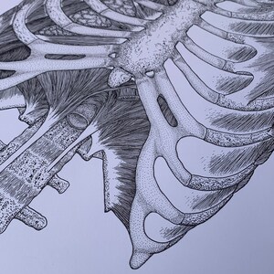 Rib Cage Musculature Anatomy Poster Print | Clinic Decor Wall Hangings ...