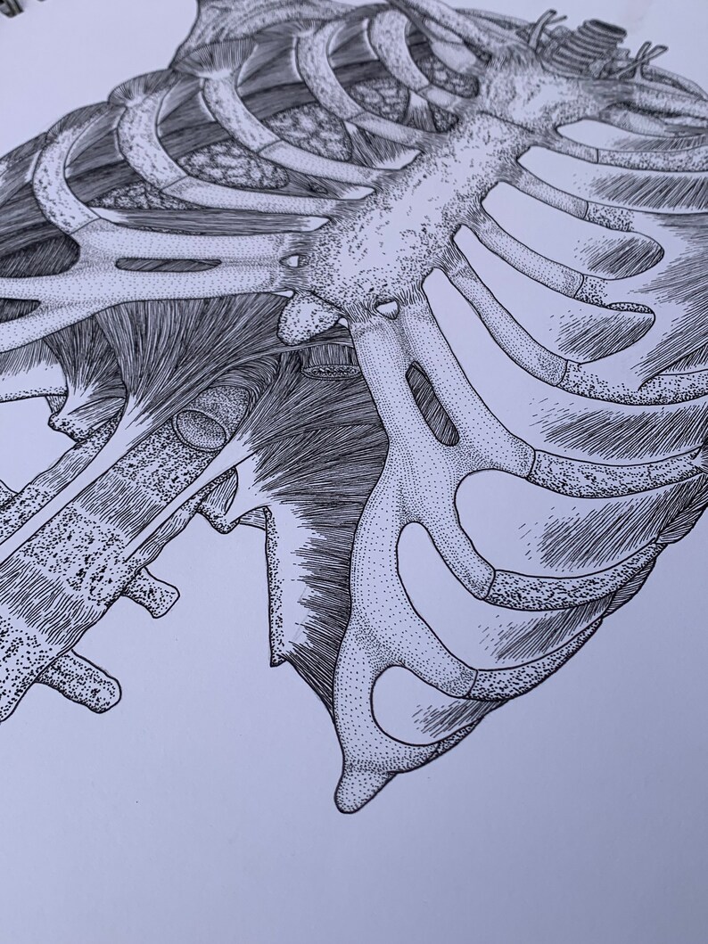 Rib Cage Musculature Anatomy Poster Print | Clinic Decor Wall Hangings ...