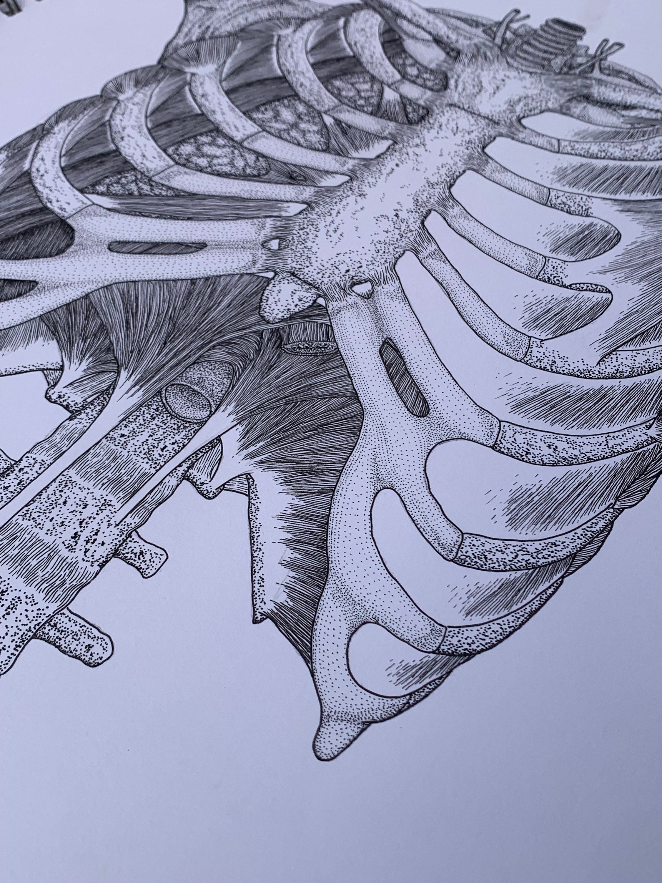 Rib Cage Musculature Anatomy Poster Print | Clinic Decor Wall Hangings ...