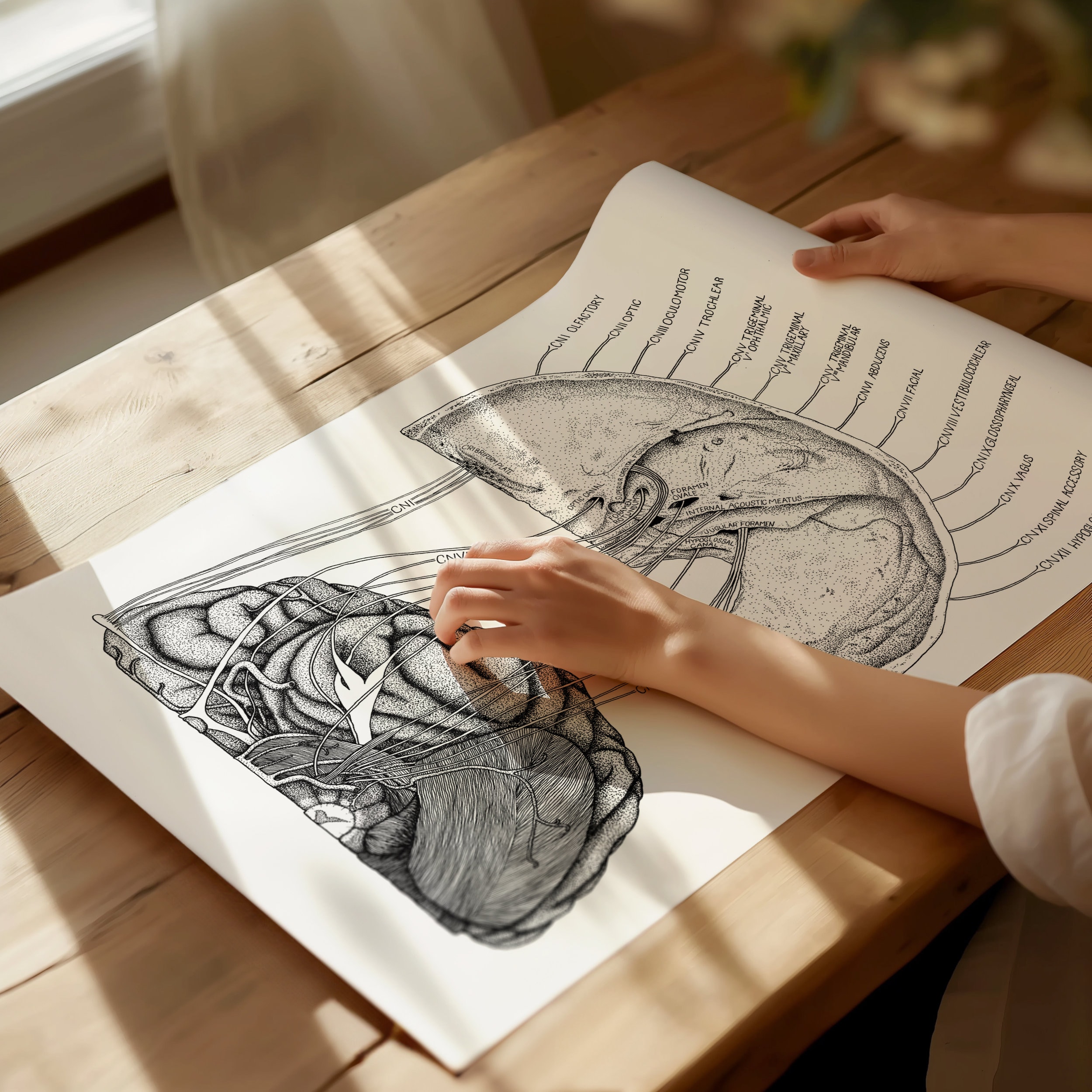 Cranial Nerves Anatomy Print | Medical Wall Art, Neurology Gift - Etsy