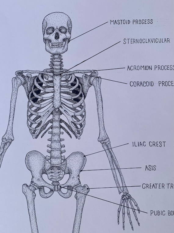 Labelled Skeleton Human Skeleton Set Complete Separable Labelled Bone