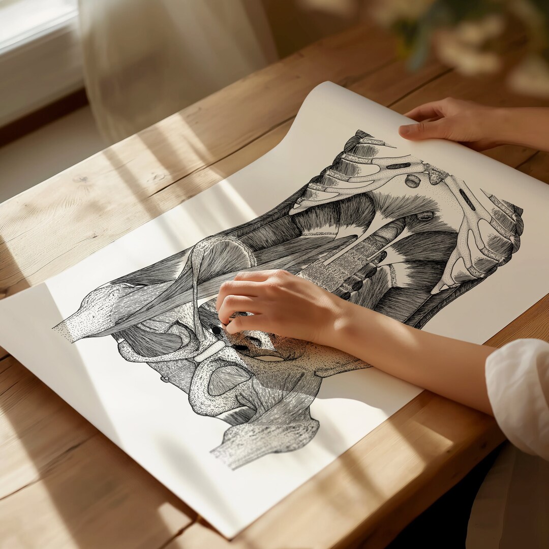 Abdominal and Pelvic Musculature Human Anatomy Print | Medical ...