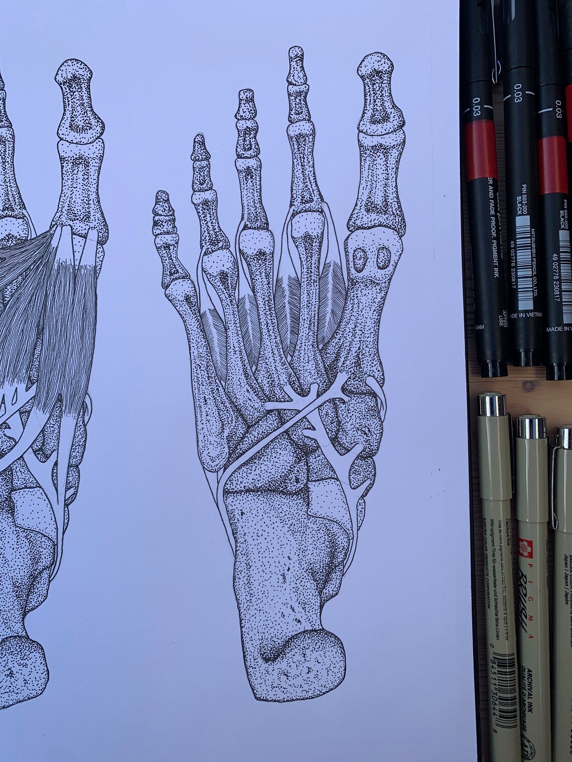 Muscular Layers of the Plantar Foot Human Anatomy Print Clinical ...