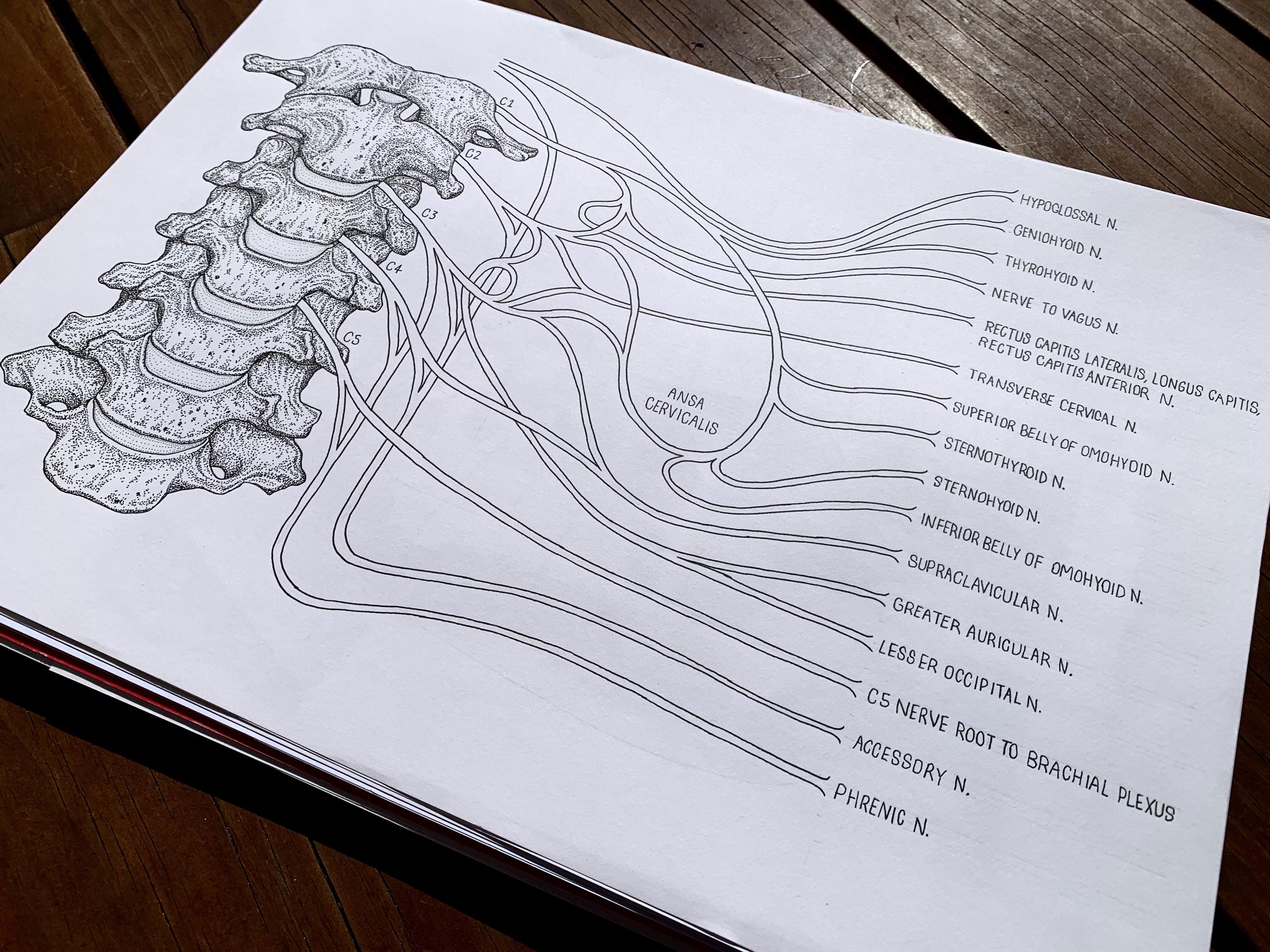 Cervical Plexus Human Anatomy Print | Medical Poster Wall Decor ...