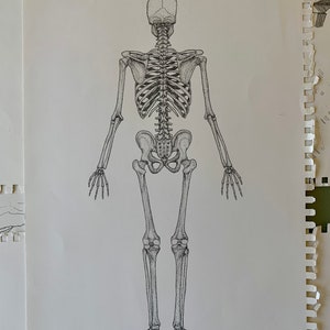Posterior Skeleton unlabelled Human Anatomy Prints Clinical Drawings ...