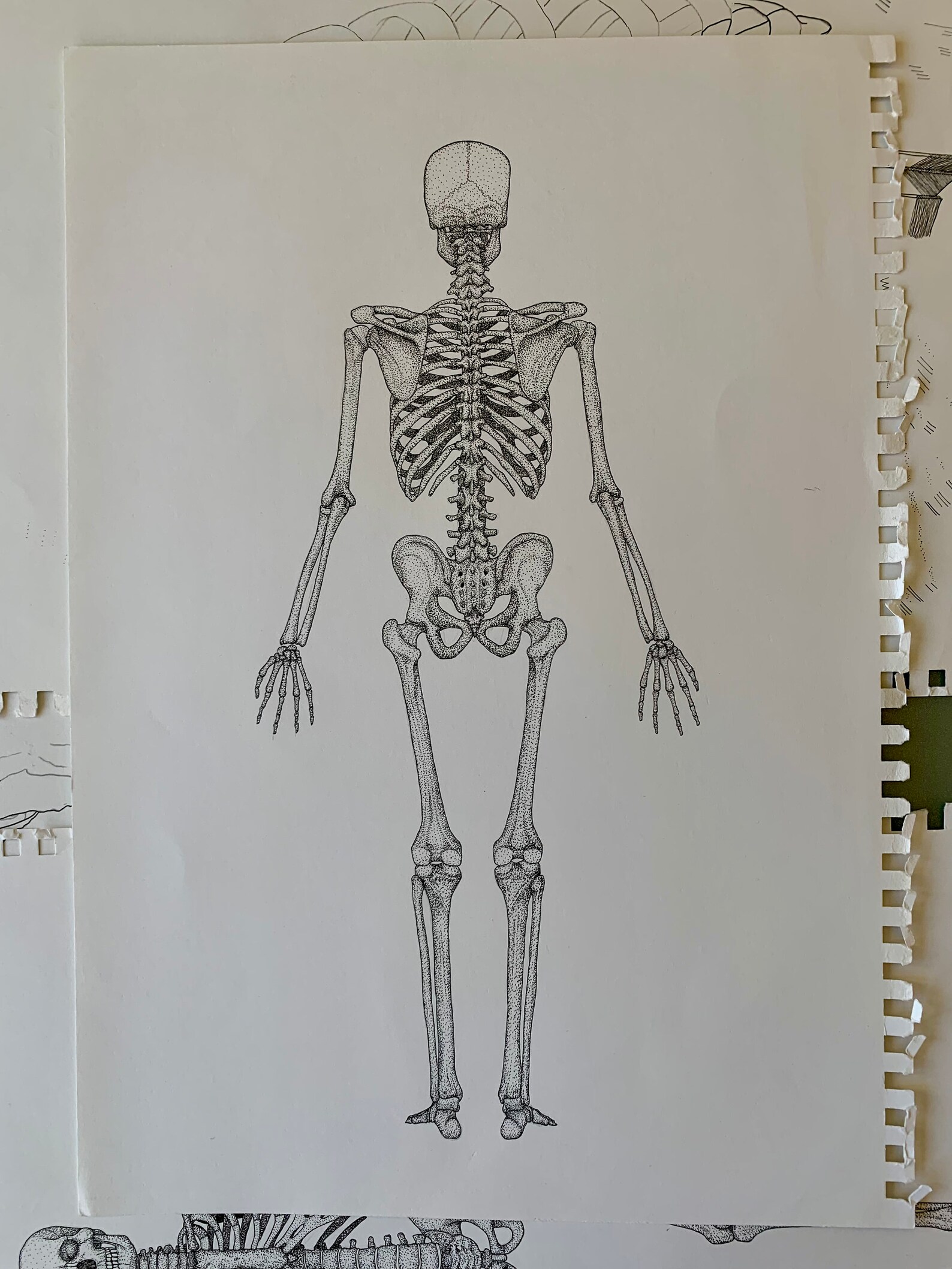 Posterior Skeleton Human Anatomy Prints Clinically Accurate Drawings ...