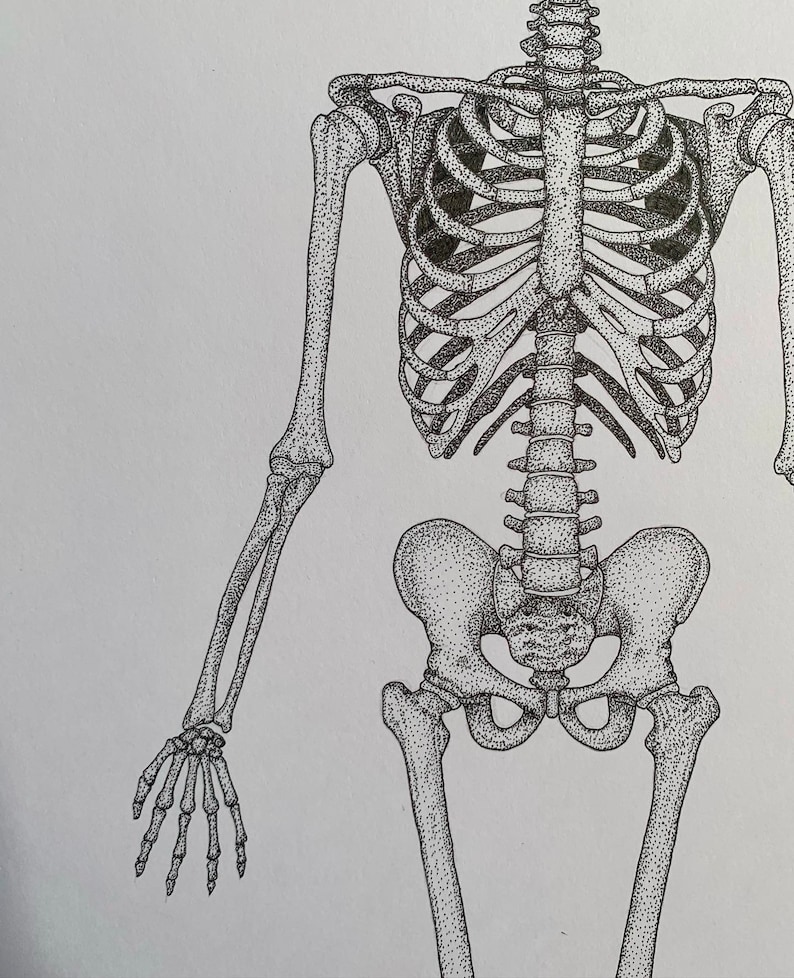 Anterior Skeleton | Human Anatomy Prints | Clinically Accurate Drawings ...