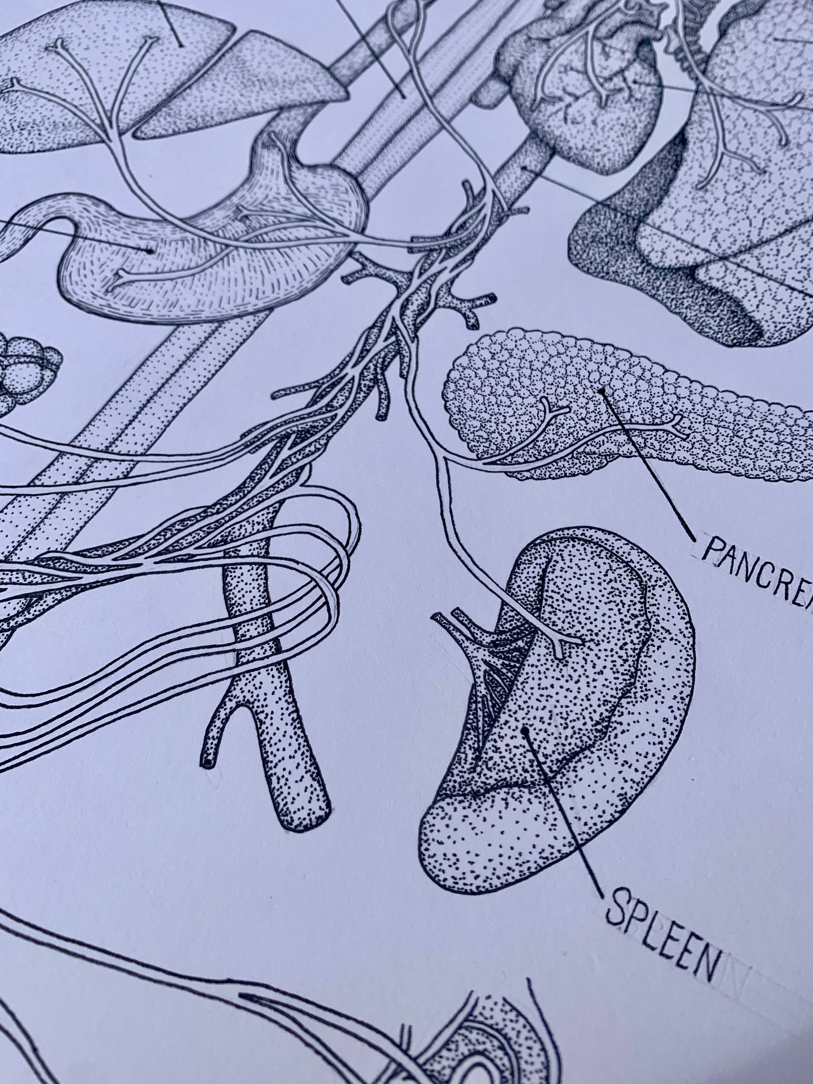 Vagus Nerve (labelled) | Human Anatomy Prints | Clinically Accurate ...