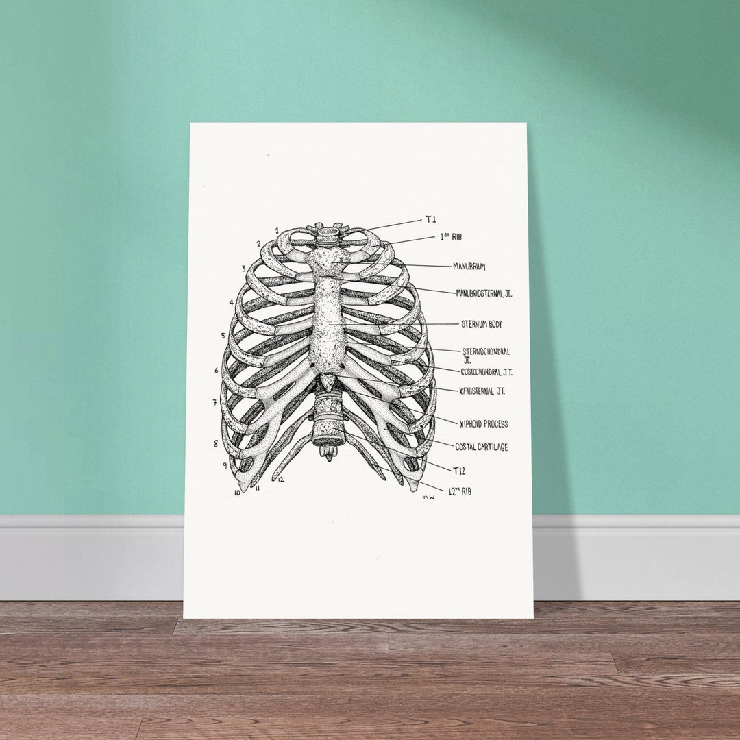 Rib Cage Human Anatomy Print Medical Poster Wall Decor Teacher Gift ...