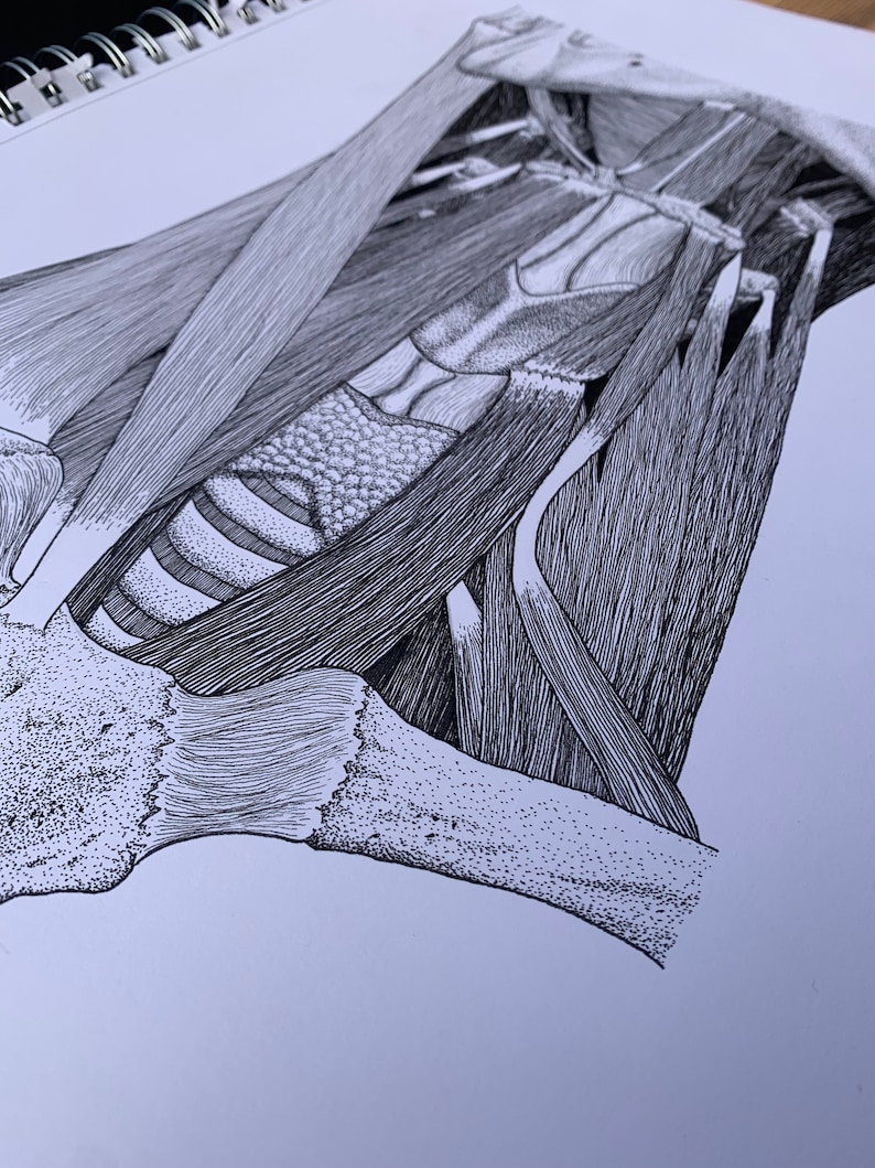 Neck and Hyoid Musculature Human Anatomy Print | Medical Decoration ...