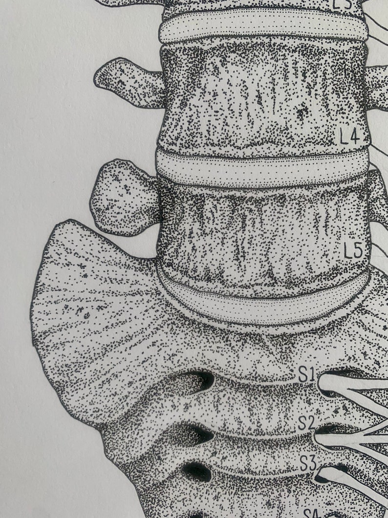 Lumbrosacral Plexus | Human Anatomy Prints | Clinically Accurate ...