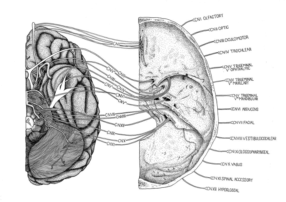 Cranial Nerves and Foramina Human Anatomy Prints Clinically Accurate ...