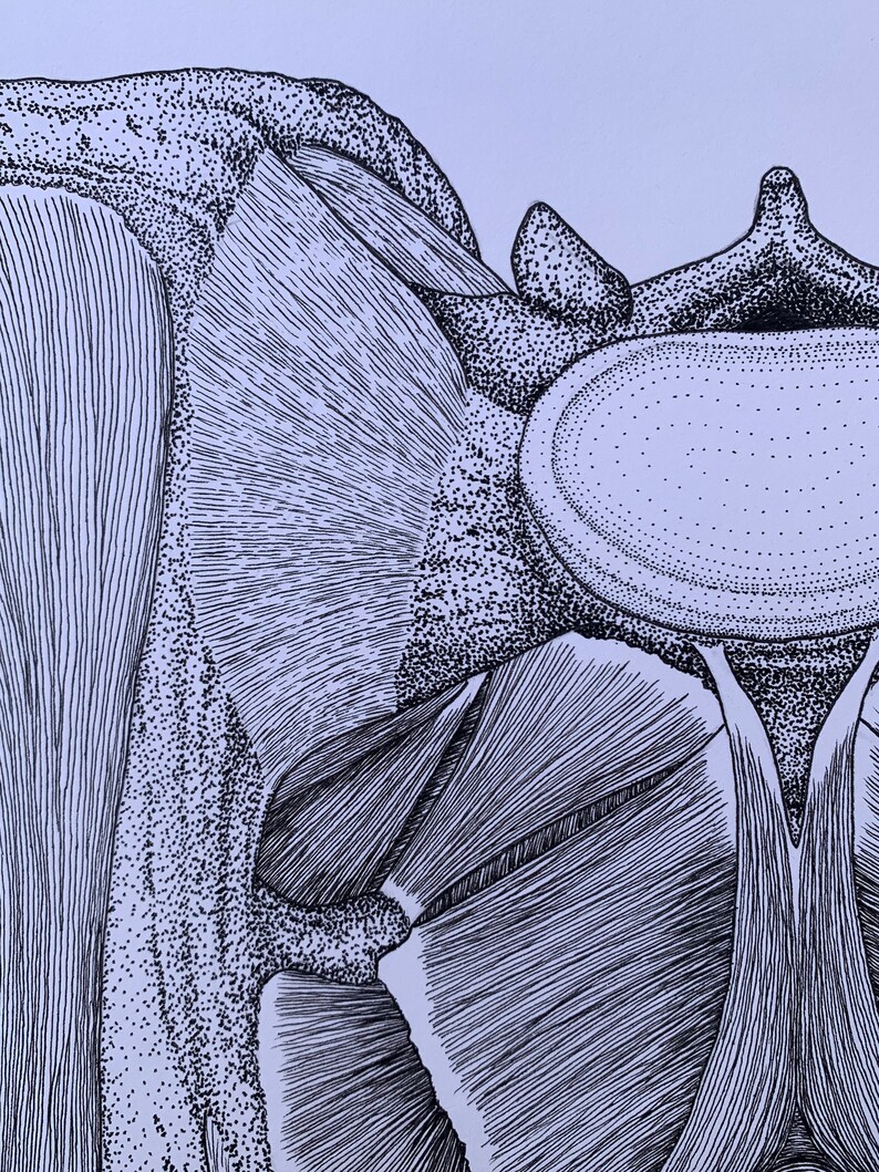 Pelvic Floor Anatomy Poster Print | Clinic Decor Wall Hangings ...