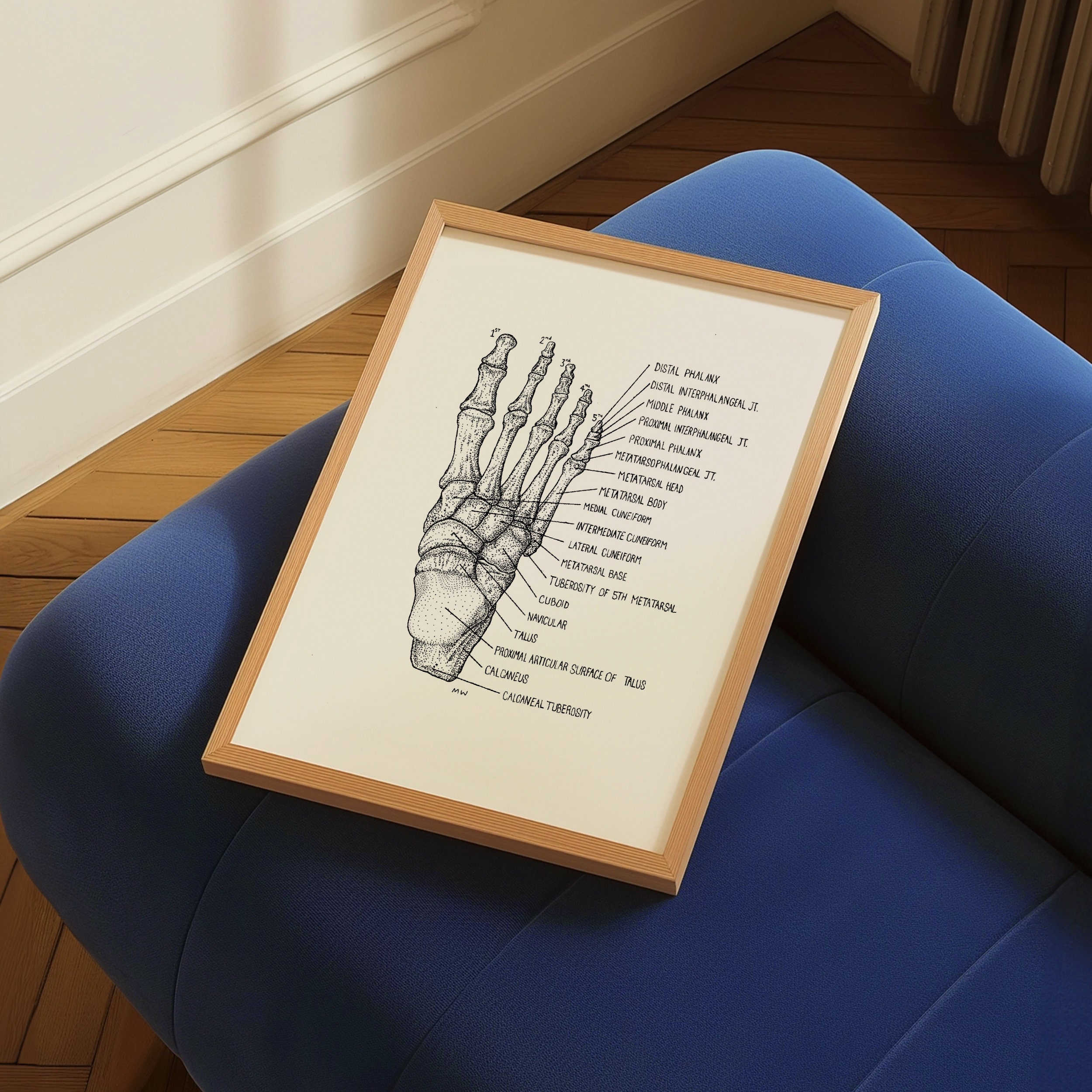 Bones of the Foot Human Anatomy Print Medical Decoration Wall Decor ...