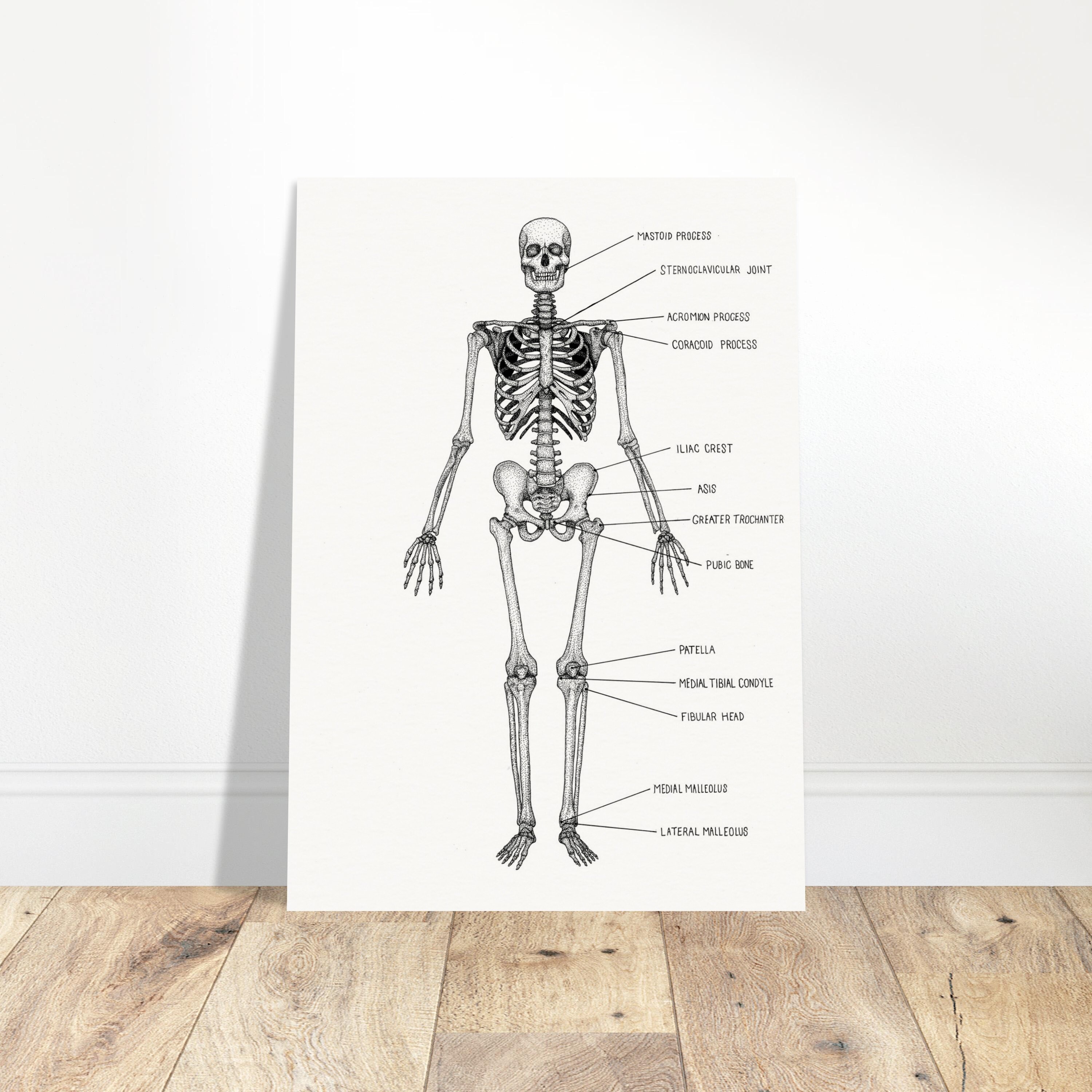 Anterior Skeleton labelled Human Anatomy Prints Clinically Accurate ...