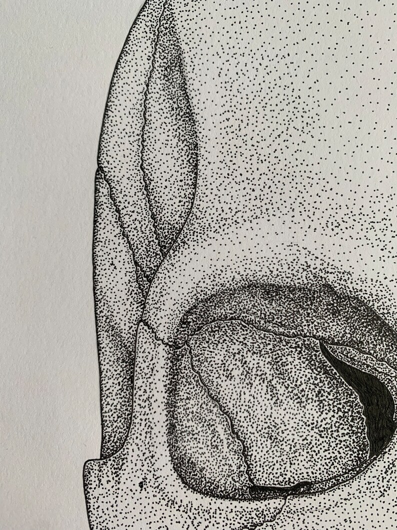 Anterior Skull (labelled) | Human Anatomy Prints | Clinically Accurate ...