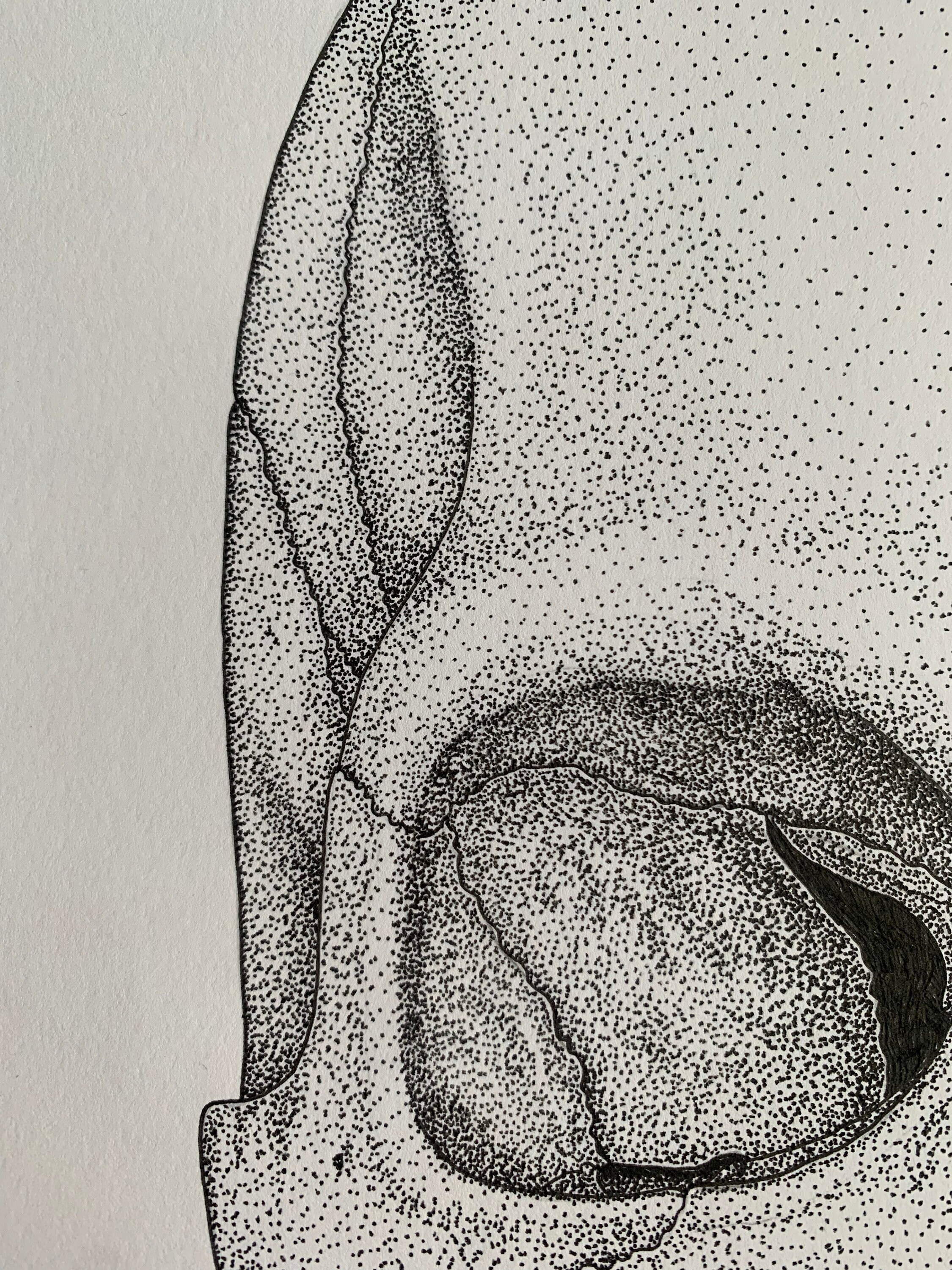 Anterior Skull (labelled) | Human Anatomy Prints | Clinically Accurate ...